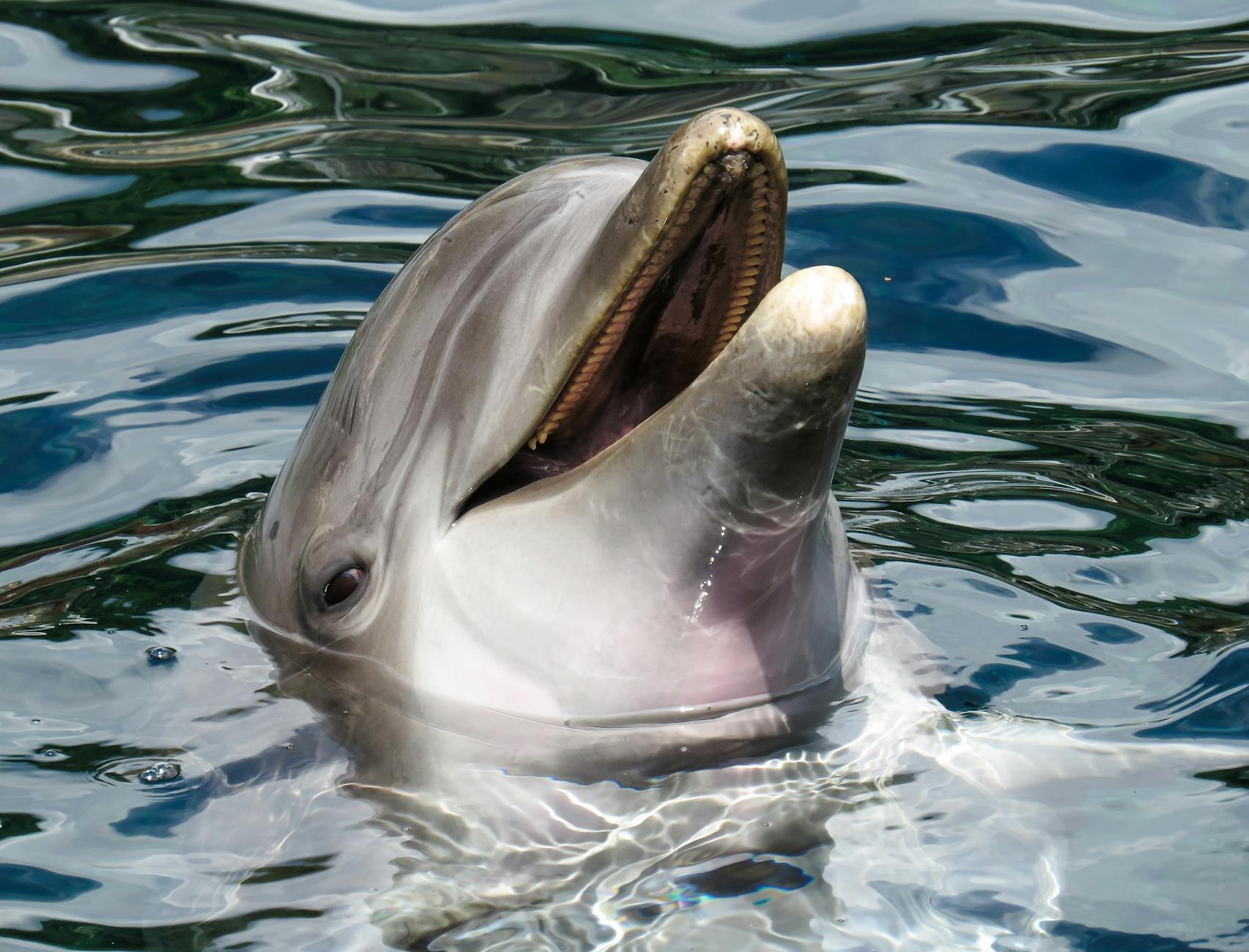 Dolphins and Their Unique Vocalizations: A Deep Dive - Joy Dolphins